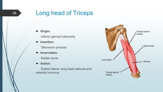 Anatomy of shoulder | PPTX