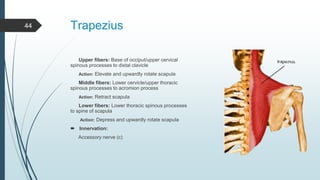 Anatomy of shoulder | PPTX