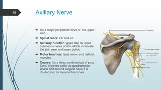Anatomy of shoulder | PPTX