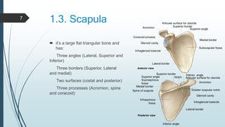 Anatomy of shoulder | PPTX