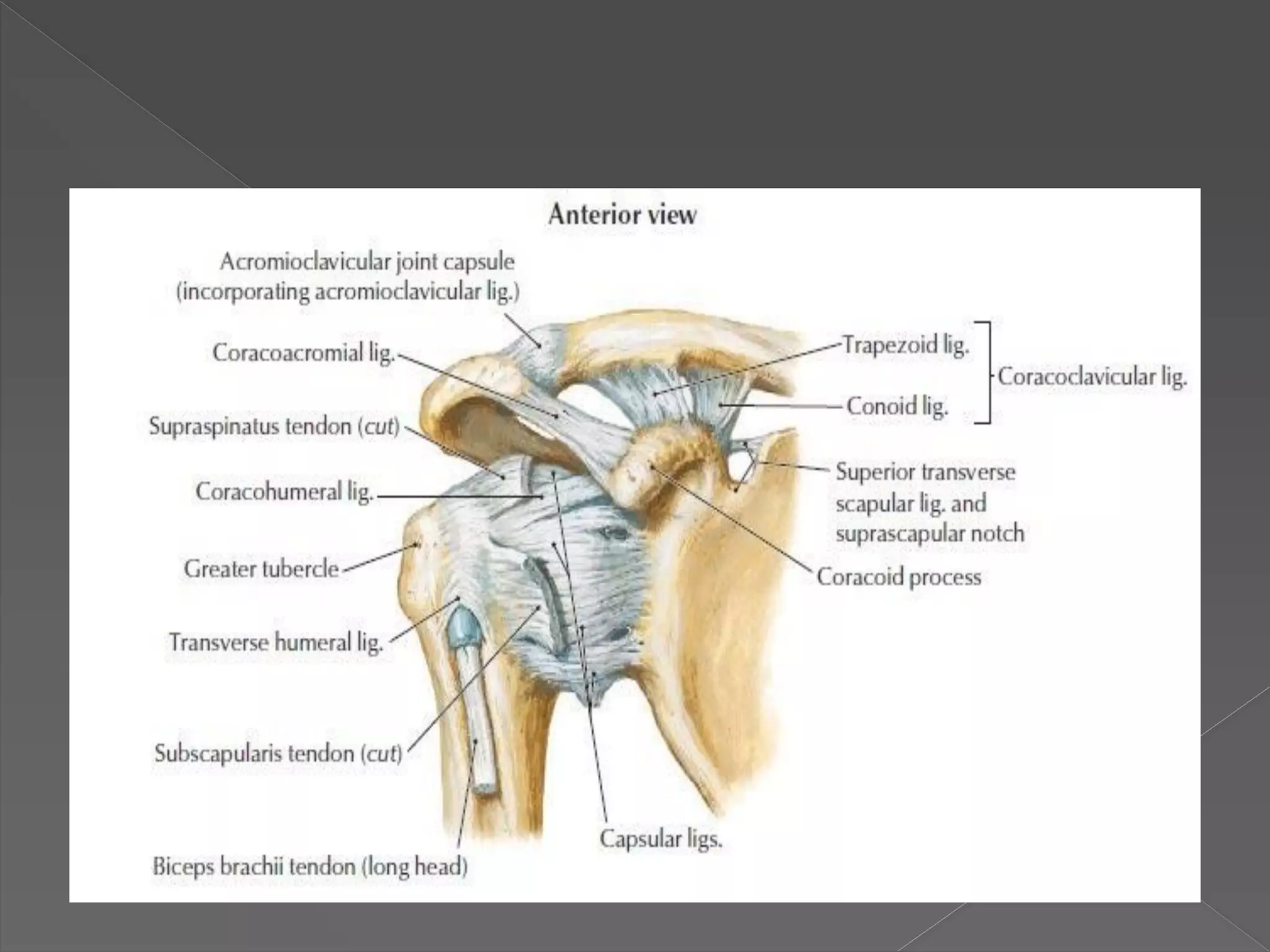 Anatomy of shoulder joint | PPT