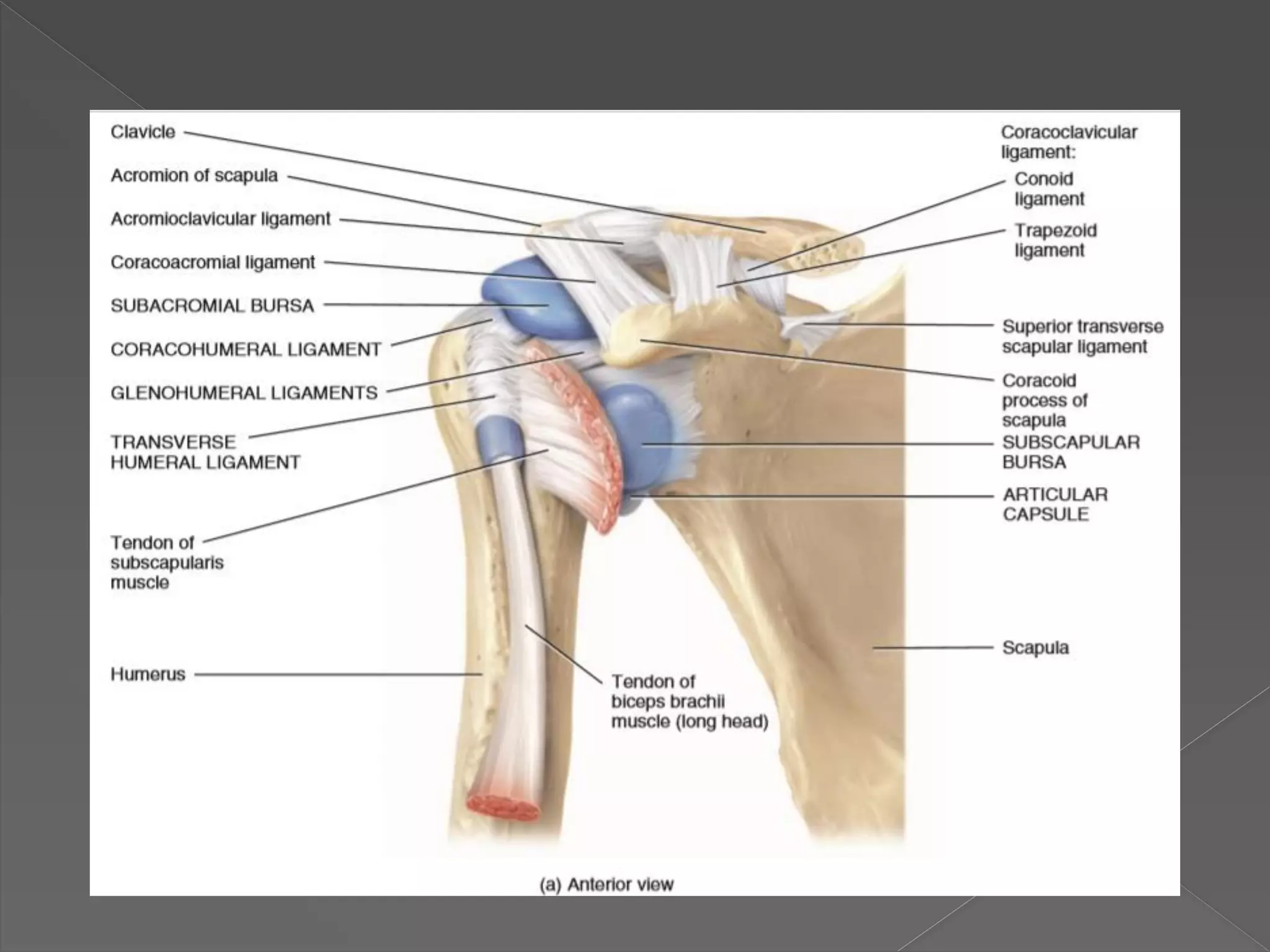 Anatomy of shoulder joint | PDF