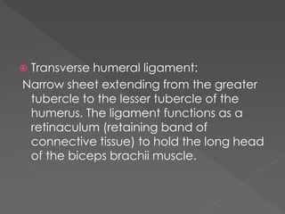 Anatomy of shoulder joint | PDF