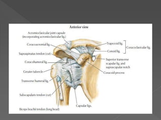 Anatomy of shoulder joint | PDF