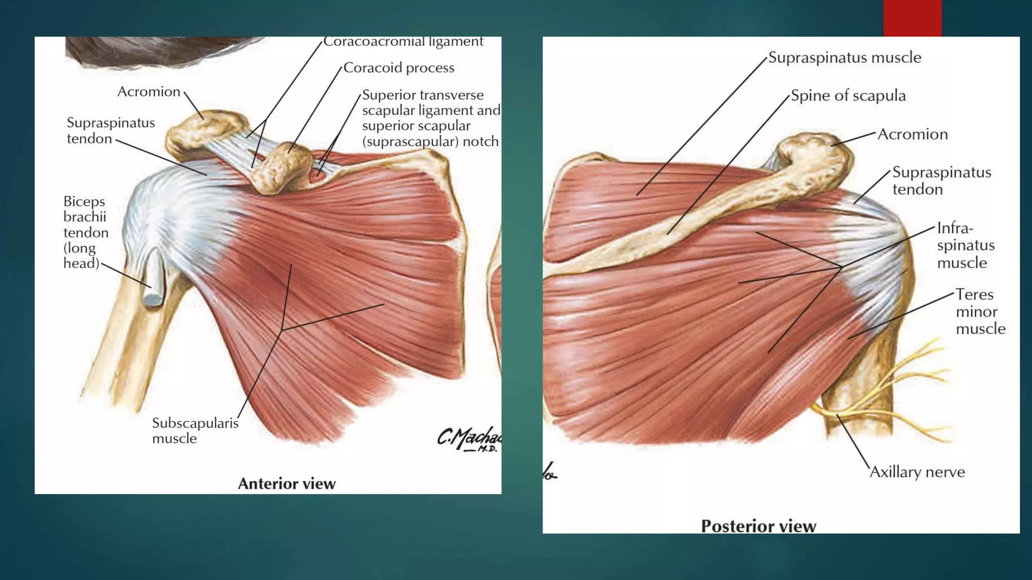 Anatomy of shoulder joint | PPTX