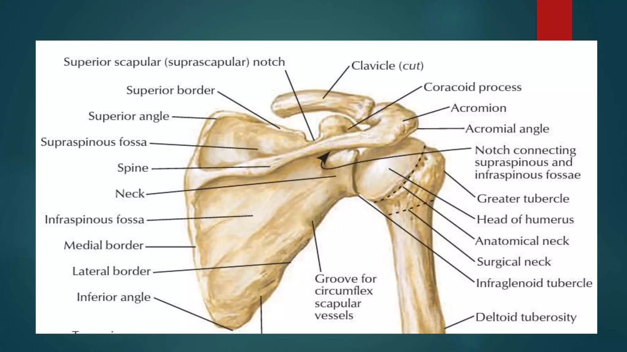 Anatomy of shoulder joint | PPTX