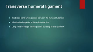 Anatomy of shoulder joint | PPTX