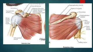 Anatomy of shoulder joint | PPTX
