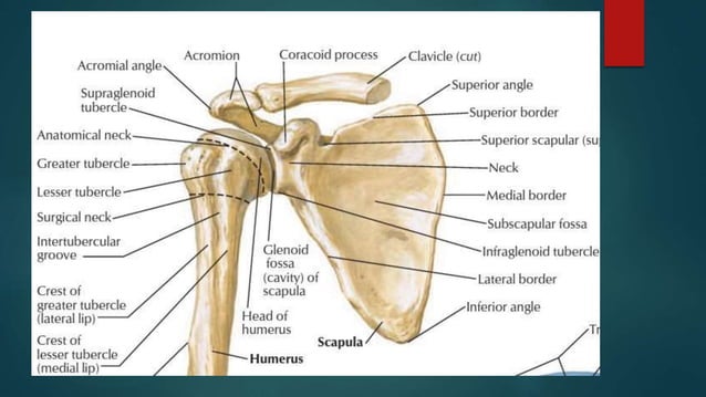 Anatomy of shoulder joint | PPTX | Death, Injury, or Military Conflict ...