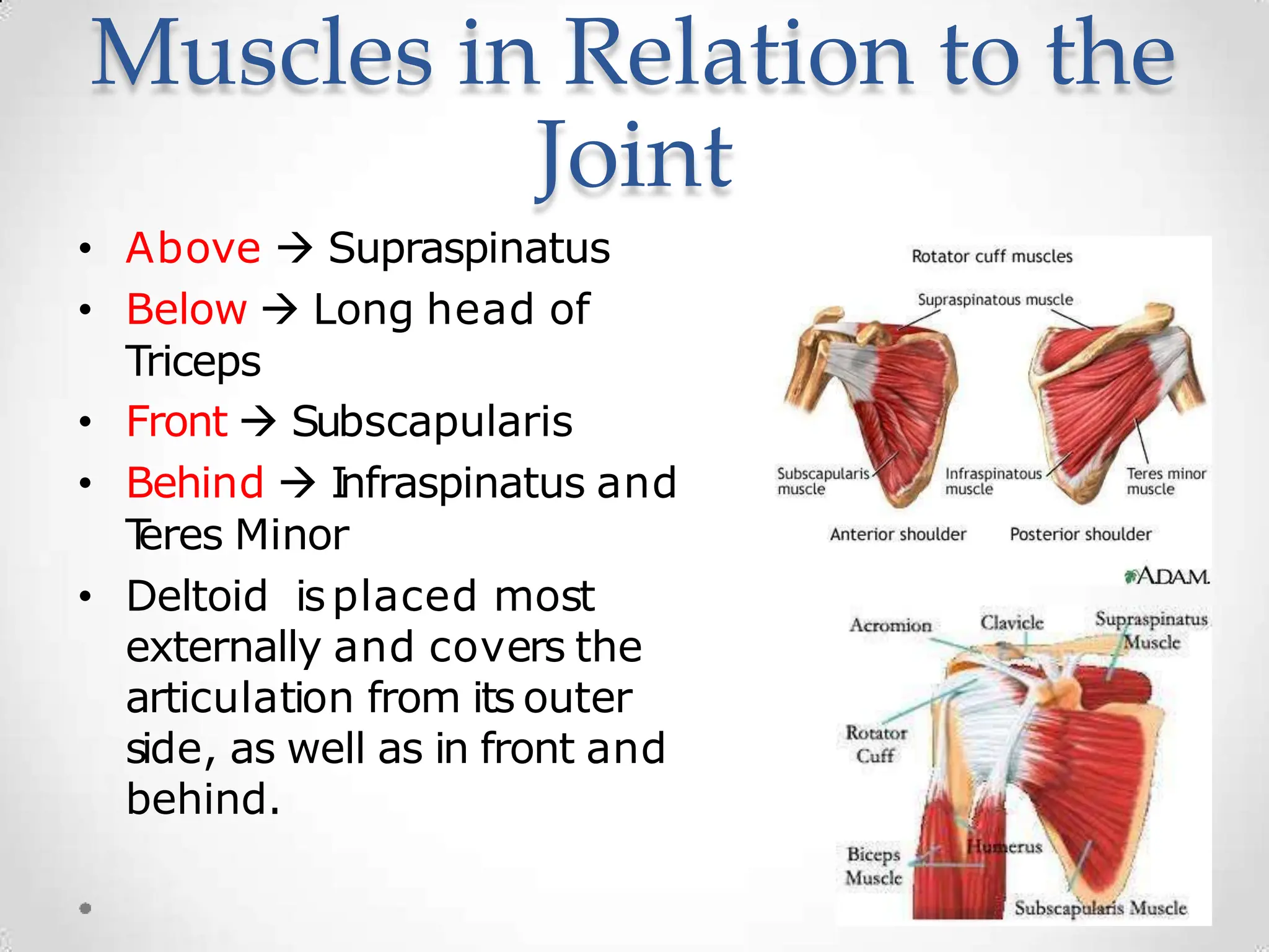 anatomy of shoulder joint .pptx muscle anatomy | PPTX