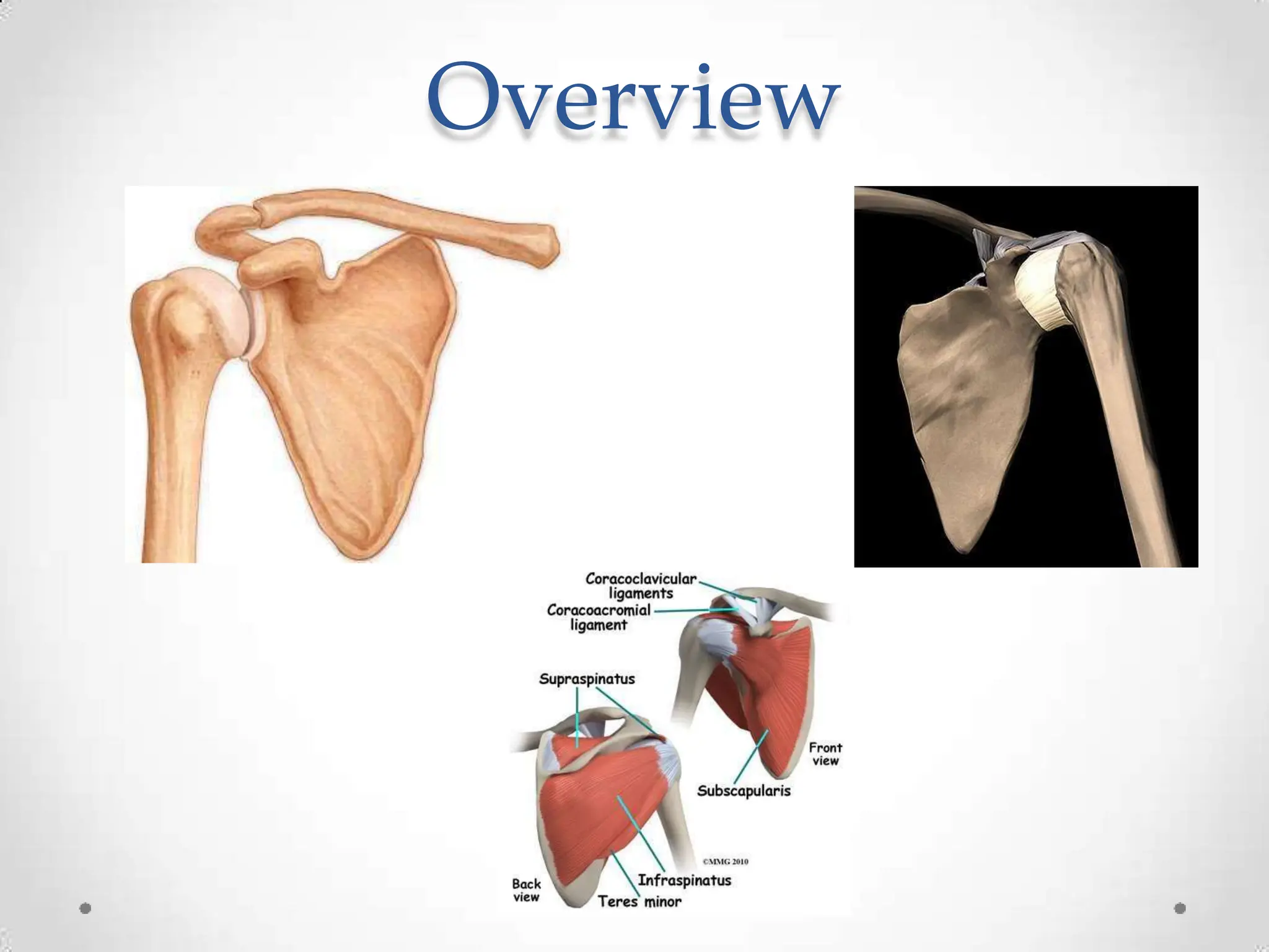 anatomy of shoulder joint .pptx muscle anatomy | PPT