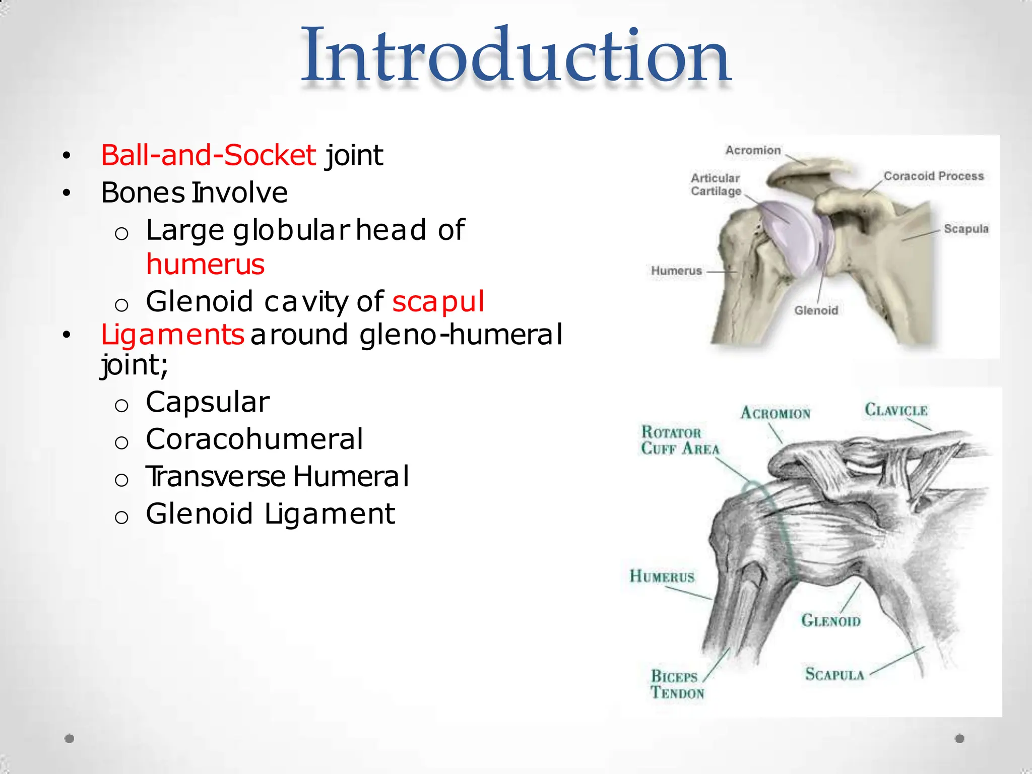 anatomy of shoulder joint .pptx muscle anatomy | PPTX
