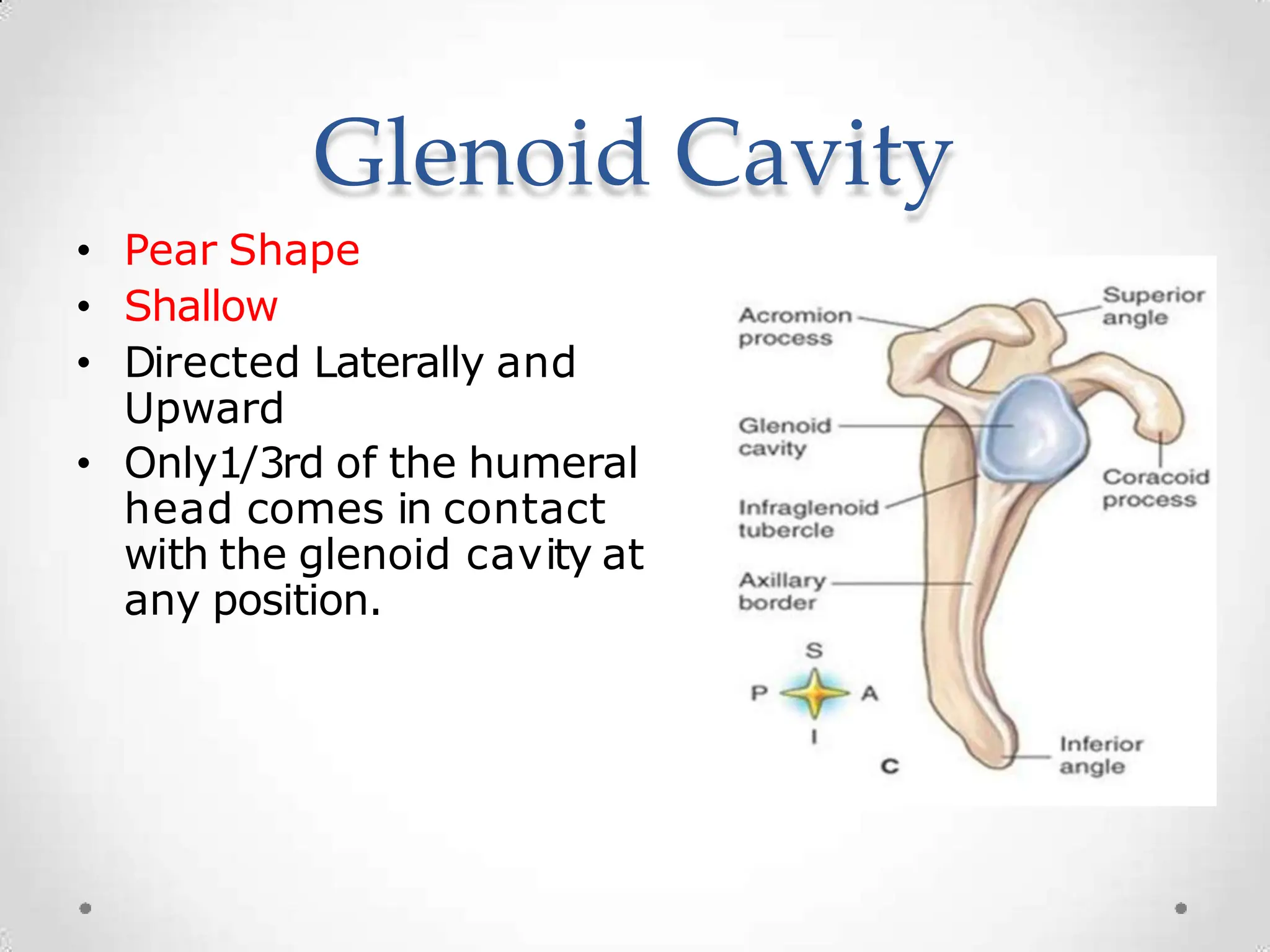 anatomy of shoulder joint .pptx muscle anatomy | PPTX