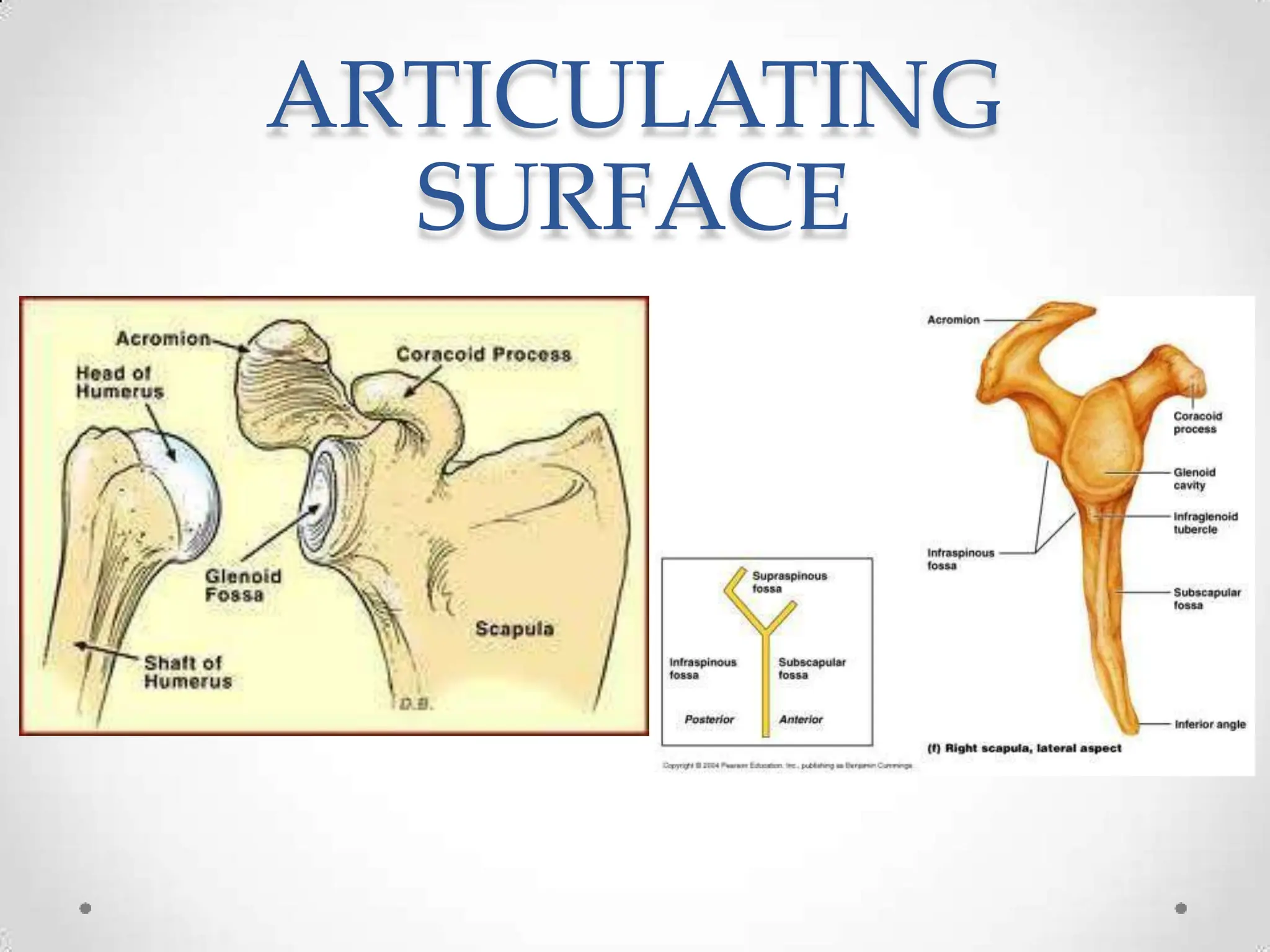 anatomy of shoulder joint .pptx muscle anatomy | PPTX