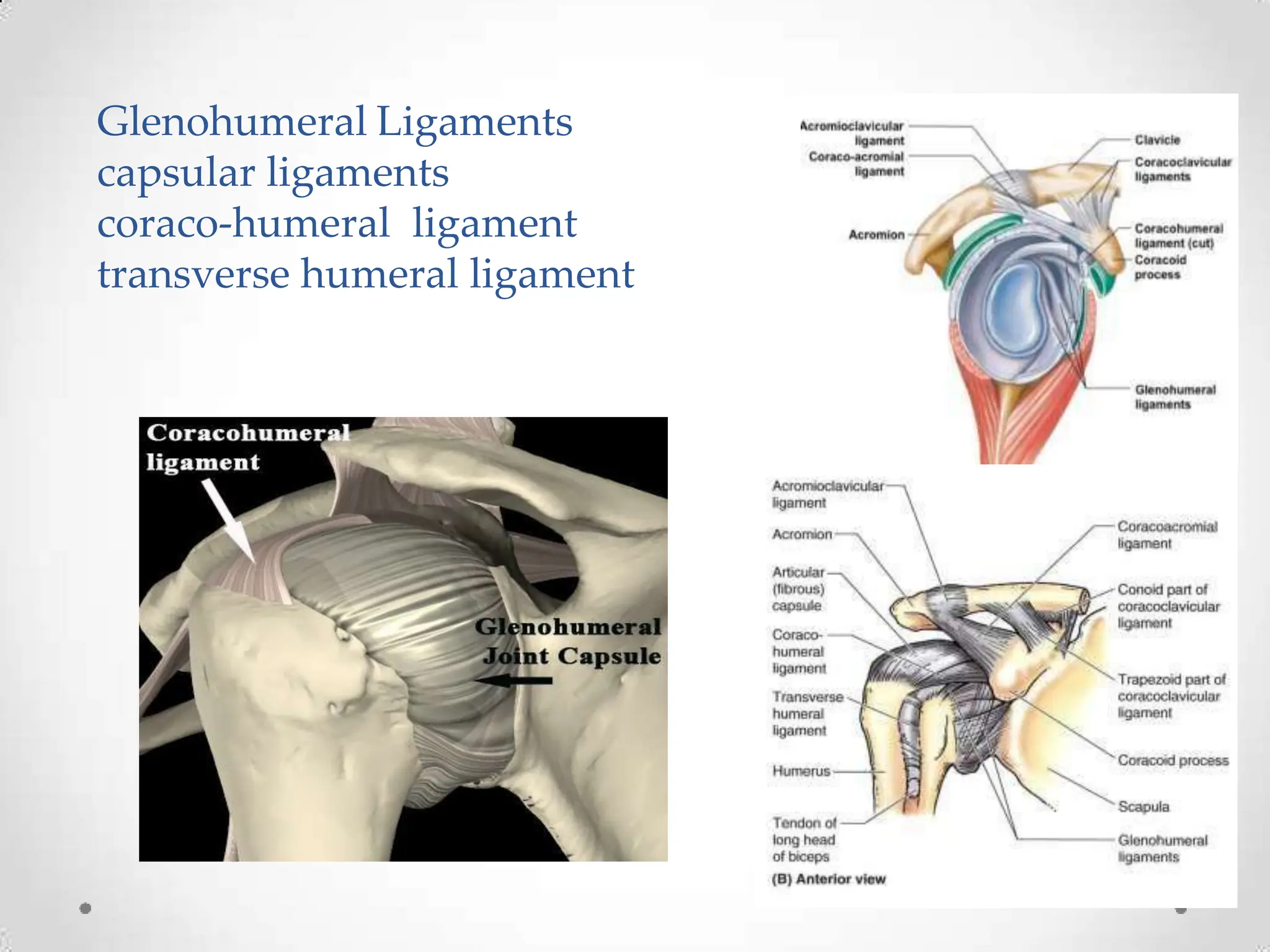anatomy of shoulder joint .pptx muscle anatomy | PPTX