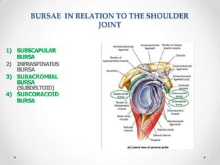 anatomy of shoulder joint .pptx muscle anatomy | PPT