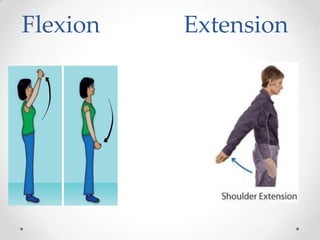 anatomy of shoulder joint .pptx muscle anatomy | PPT