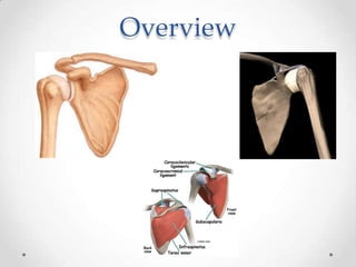 anatomy of shoulder joint .pptx muscle anatomy | PPTX