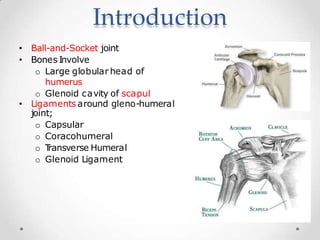 anatomy of shoulder joint .pptx muscle anatomy | PPT