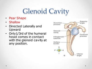 anatomy of shoulder joint .pptx muscle anatomy | PPT