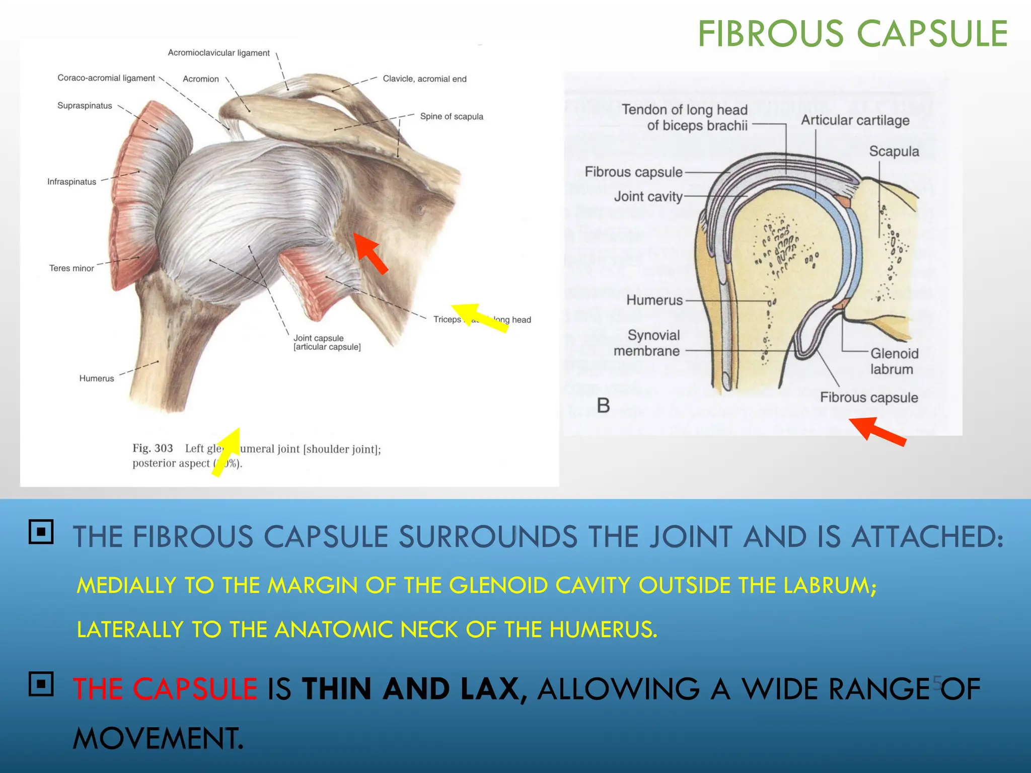 Anatomy of Shoulder joint power point.ppt