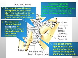 Anatomy of Shoulder joint power point.ppt