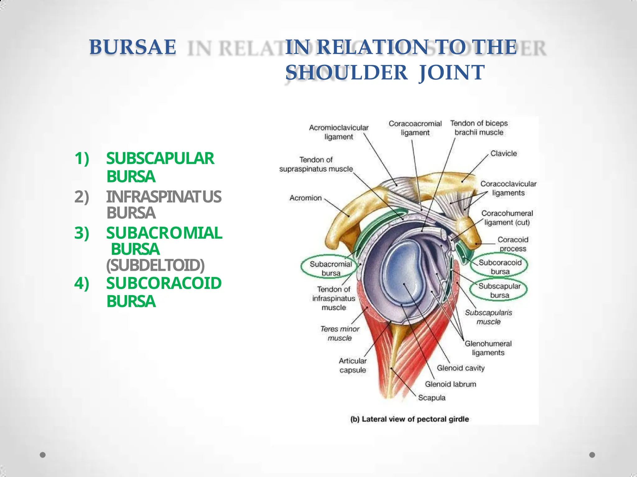 anatomy_of_shoulder_joint presentation.pptx | Free Download
