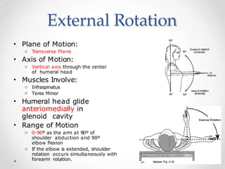 anatomy_of_shoulder_joint presentation.pptx
