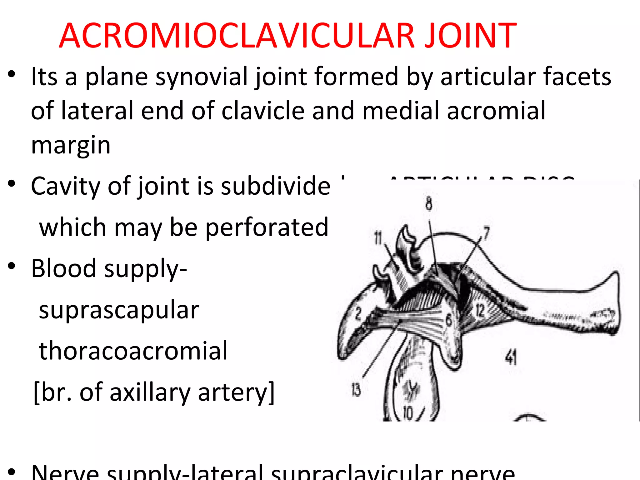 Anatomy of shoulder joint - vamshi kiran | PPT