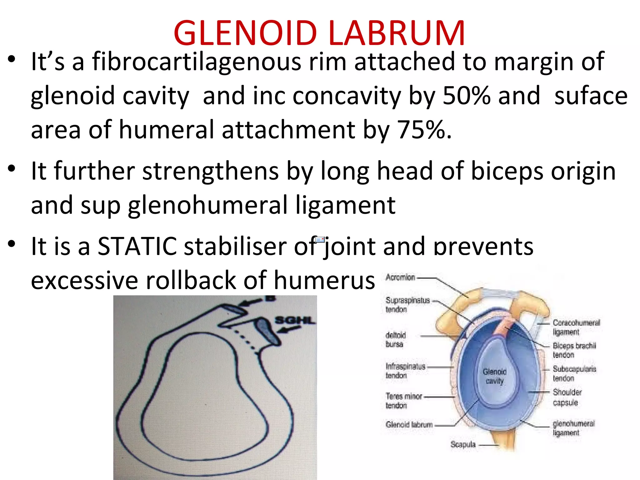Anatomy of shoulder joint - vamshi kiran | PPT