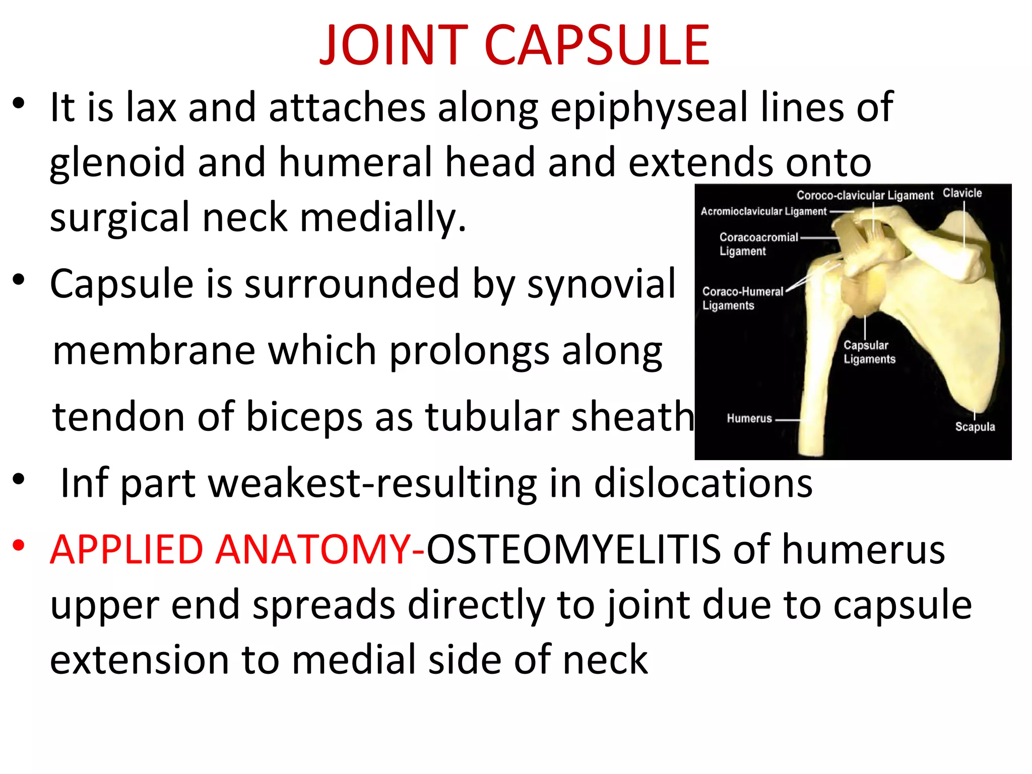 Anatomy of shoulder joint - vamshi kiran | PPT
