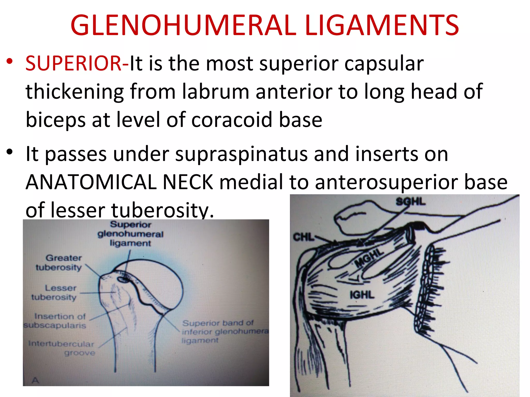Anatomy of shoulder joint - vamshi kiran | PPT