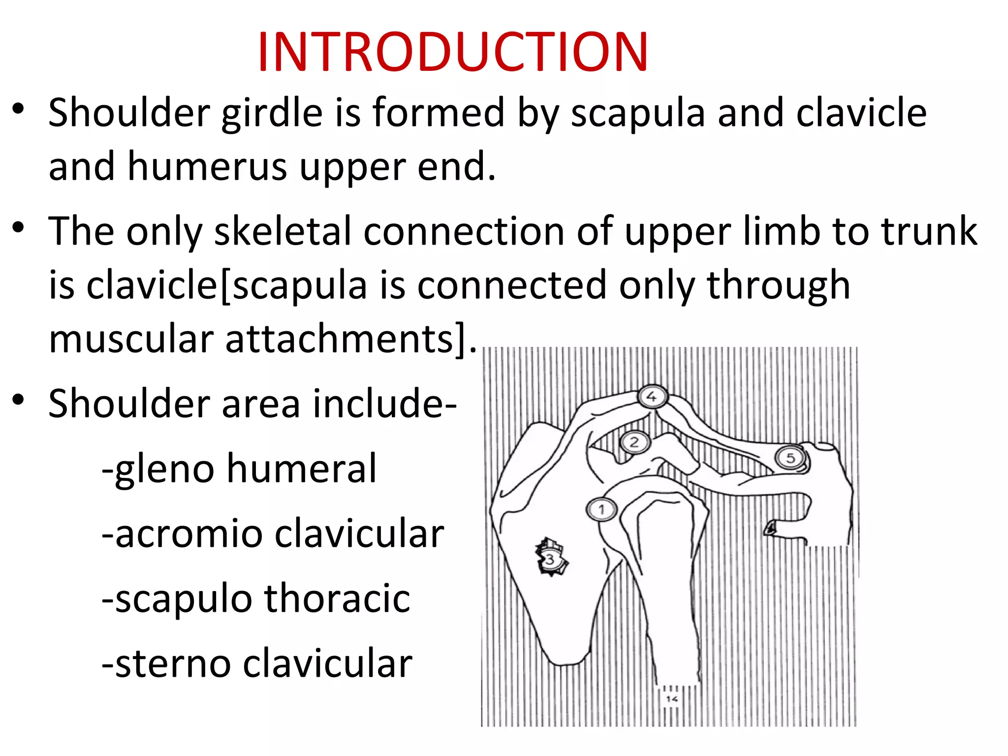 Anatomy of shoulder joint - vamshi kiran | PPT
