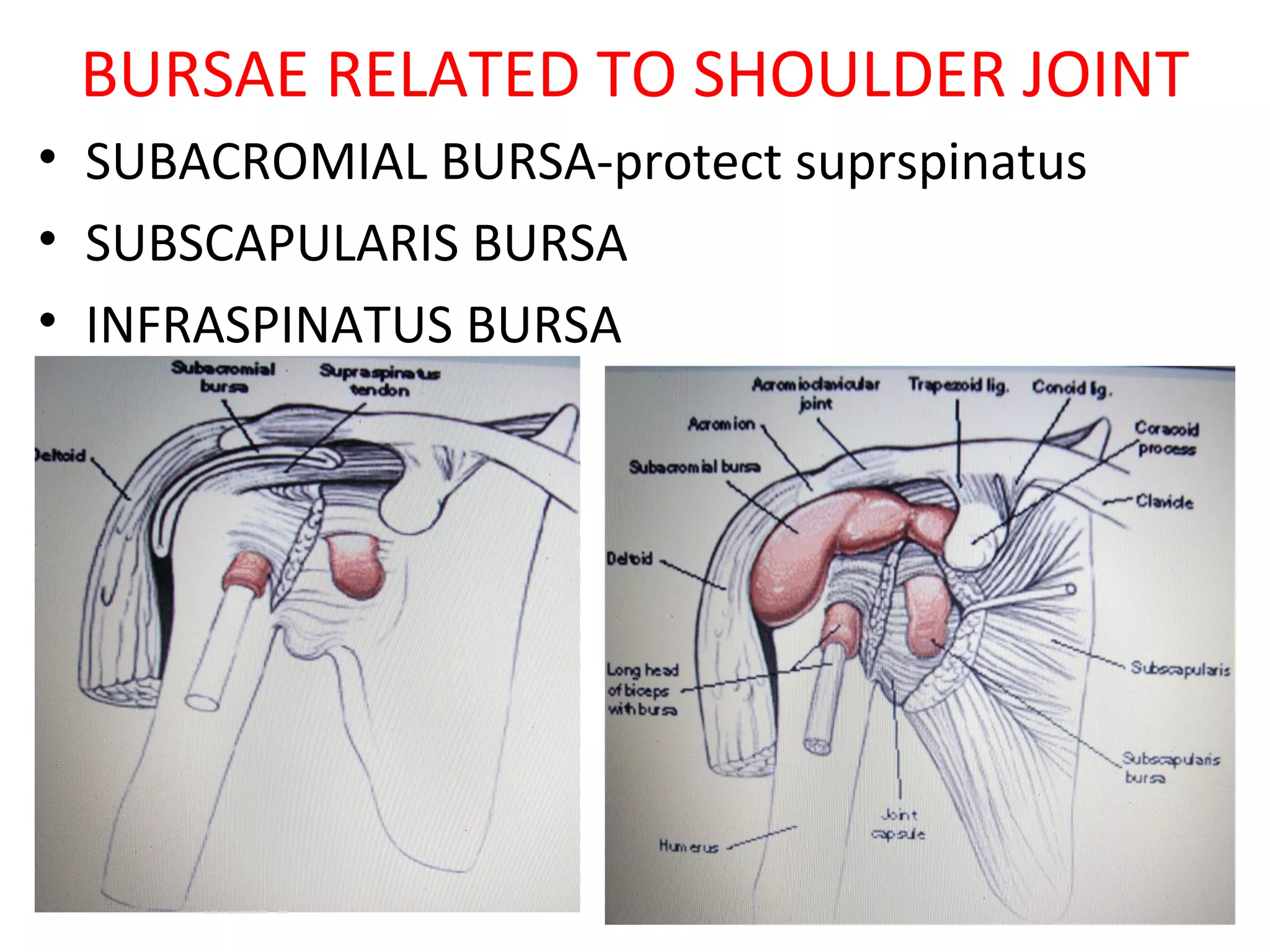 Anatomy of shoulder joint - vamshi kiran | PPT