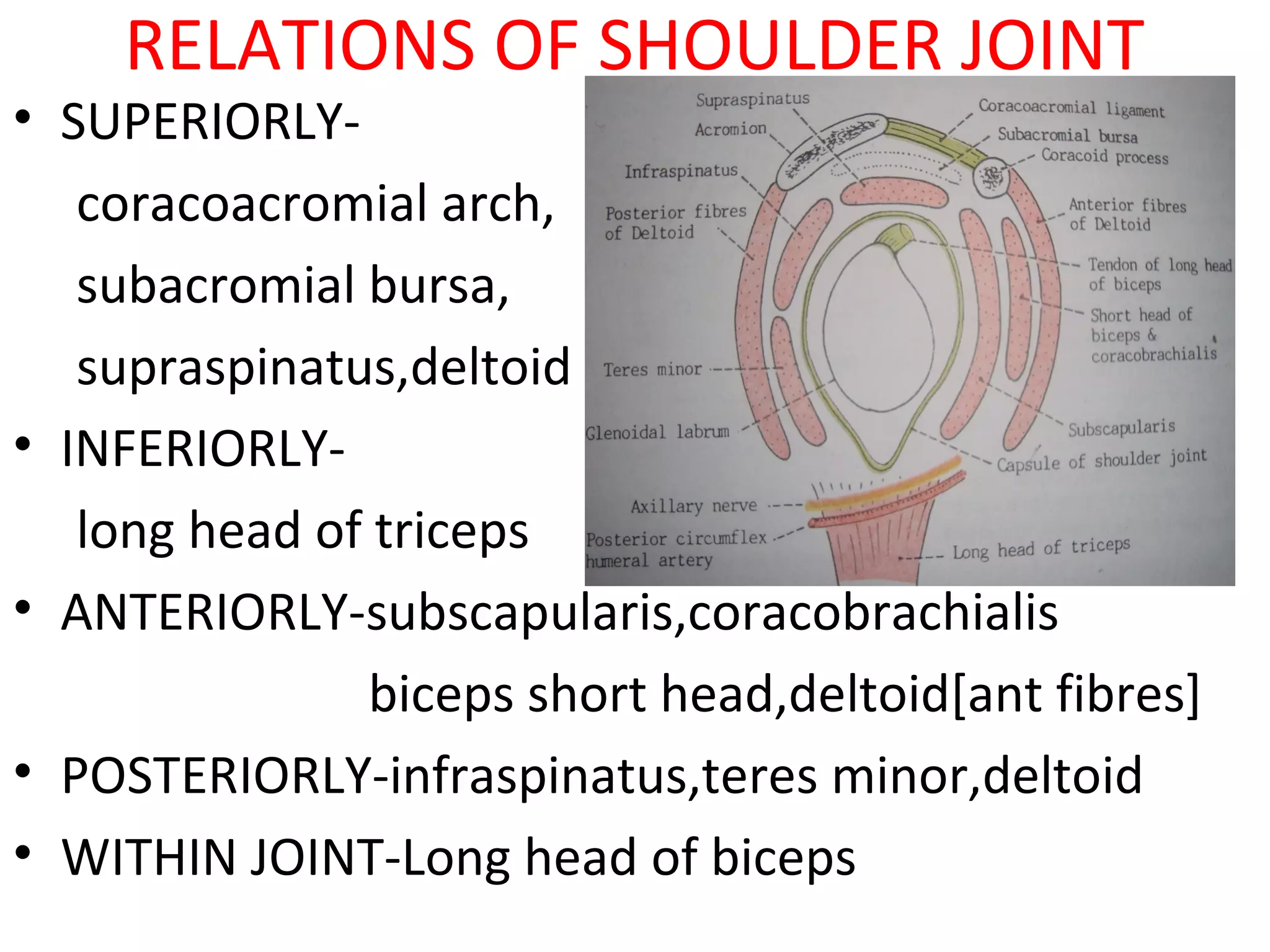 Anatomy of shoulder joint - vamshi kiran | PPT