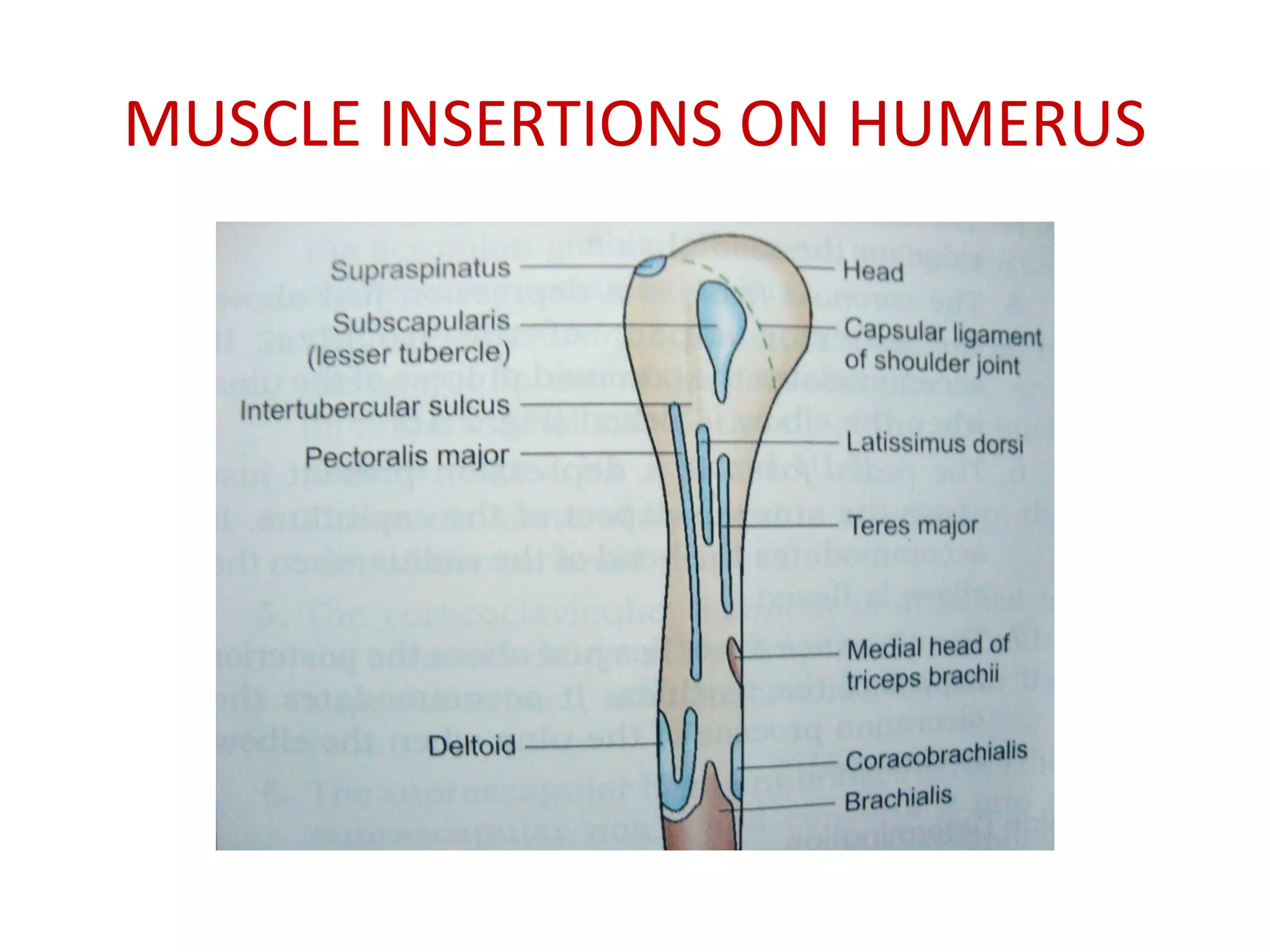 Anatomy of shoulder joint - vamshi kiran | PPT