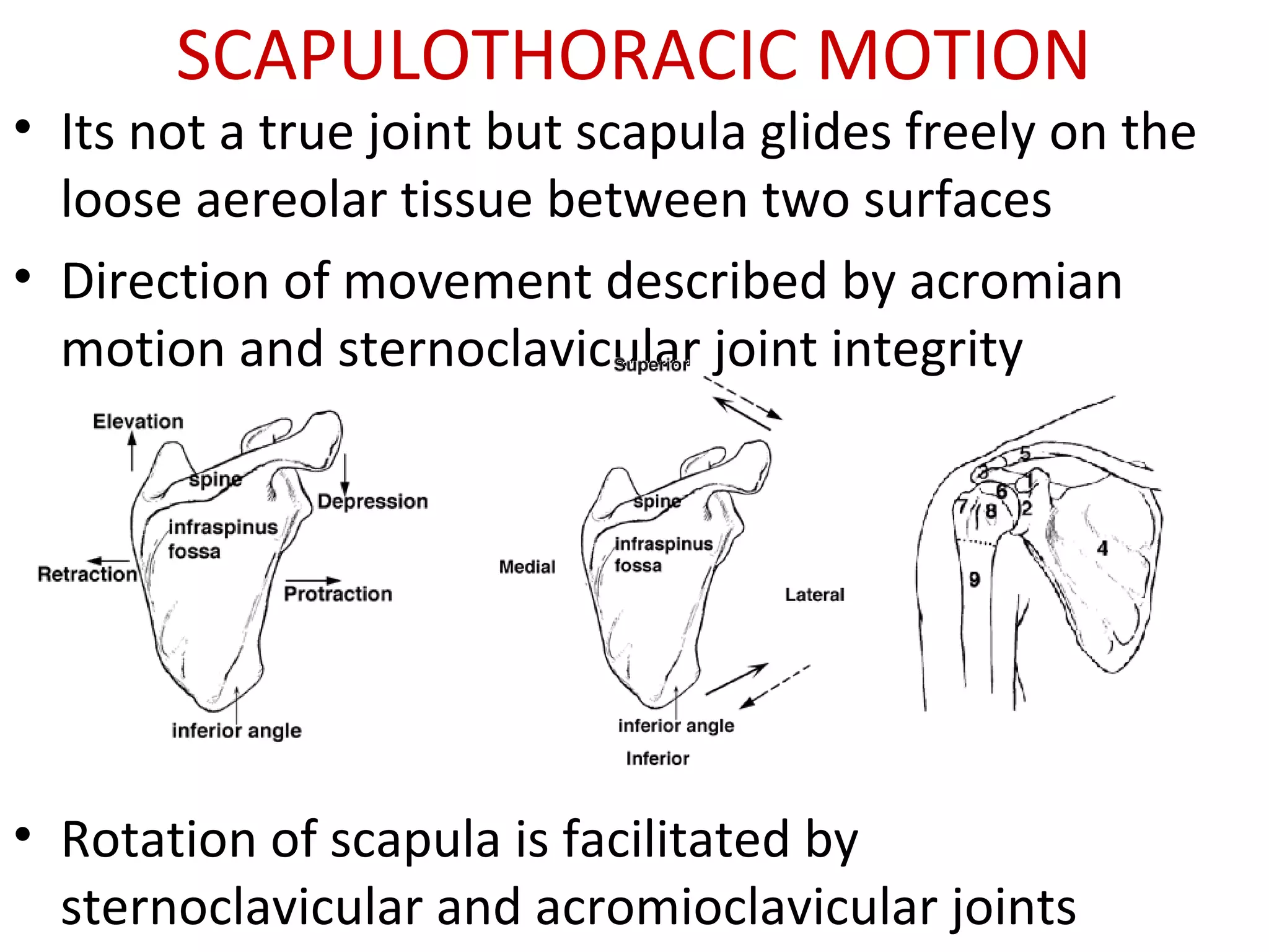 Anatomy of shoulder joint - vamshi kiran | PPT