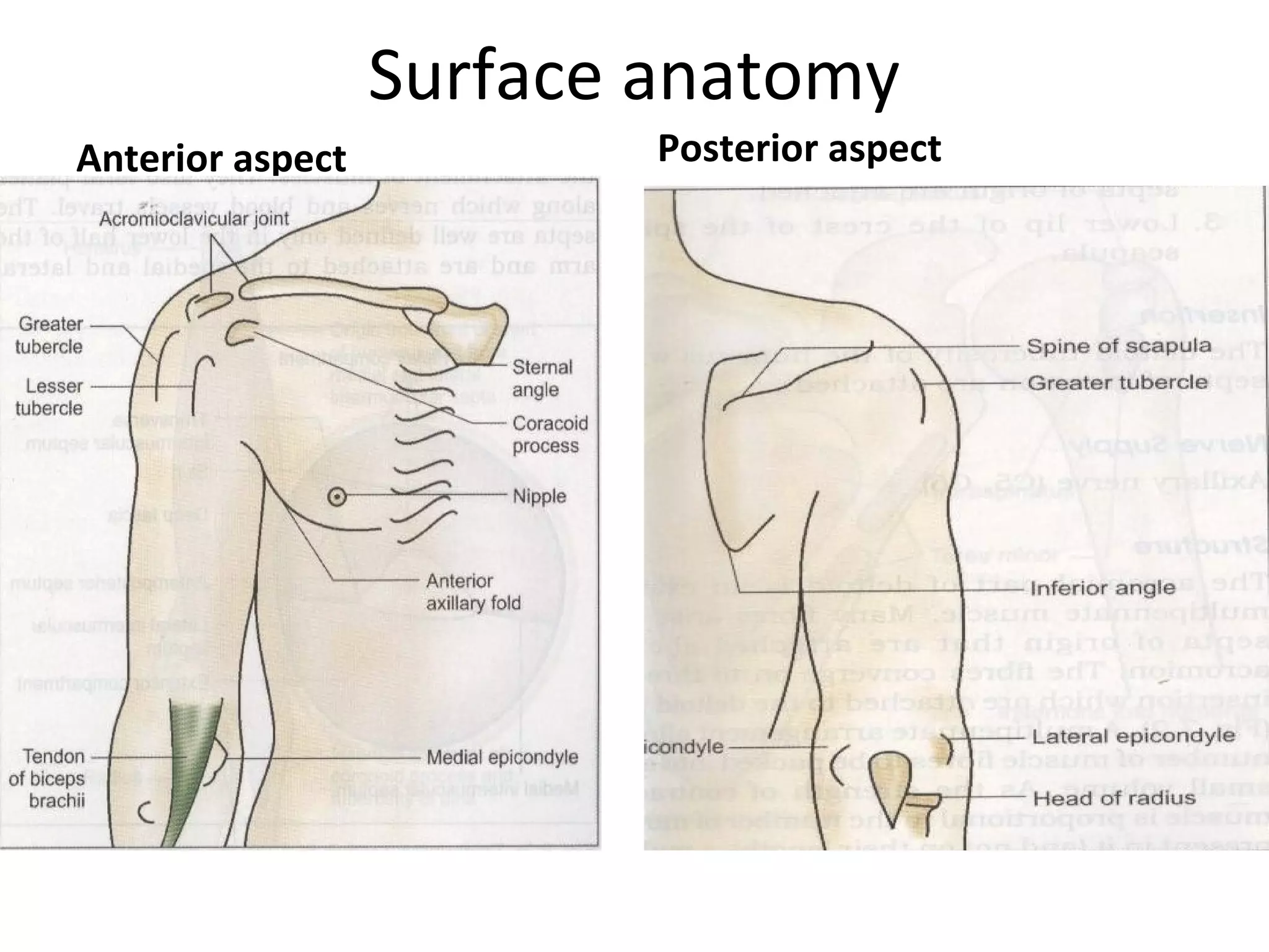 Anatomy of shoulder joint - vamshi kiran | PPT