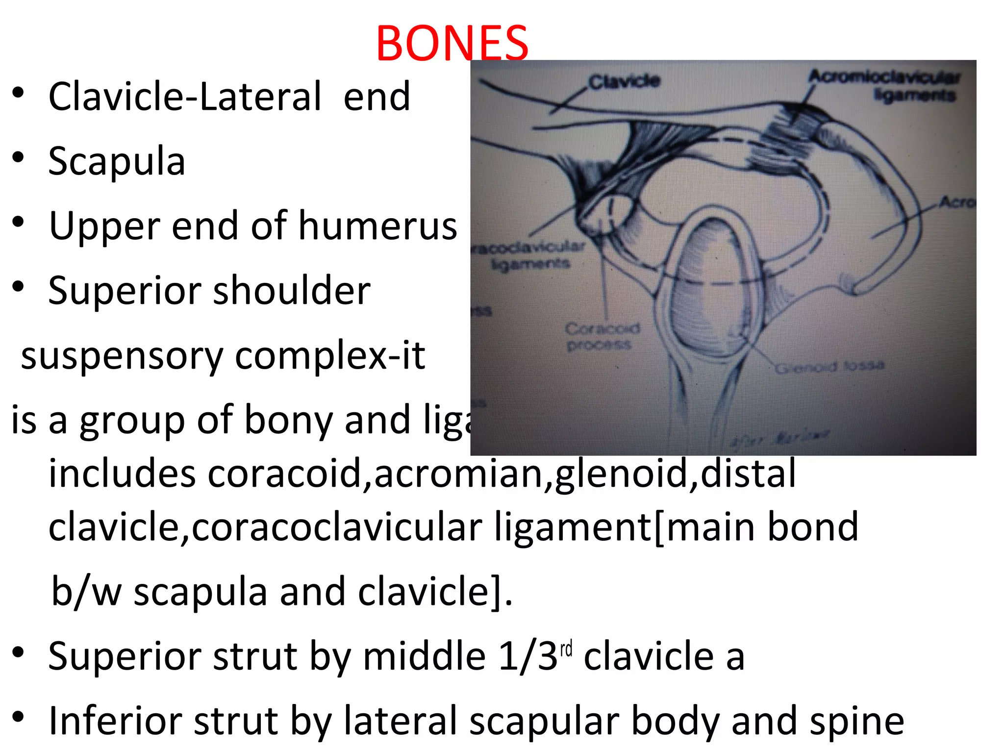Anatomy of shoulder joint - vamshi kiran | PPT