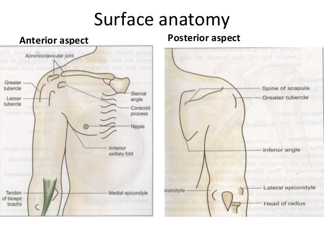 Anatomy of shoulder joint - vamshi kiran
