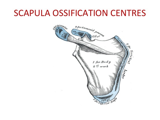 Anatomy of shoulder joint - vamshi kiran
