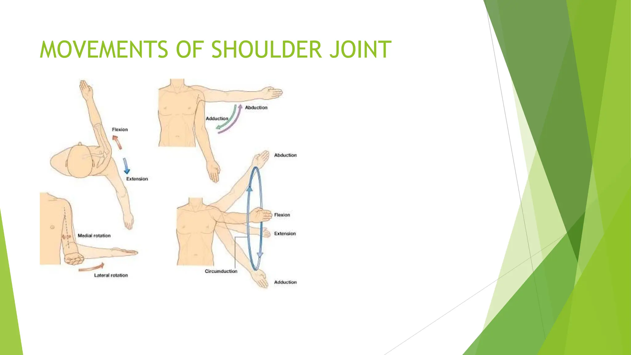 ANATOMY OF SHOULDER JOINT AND ITS EXAMINATION.pptx