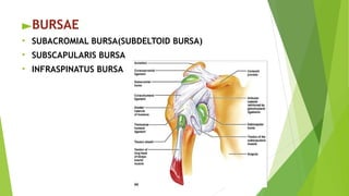 ANATOMY OF SHOULDER JOINT AND ITS EXAMINATION.pptx