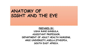 Anatomy of sight and the eye | PPTX