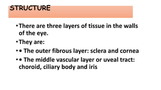 Anatomy of sight and the eye | PPTX