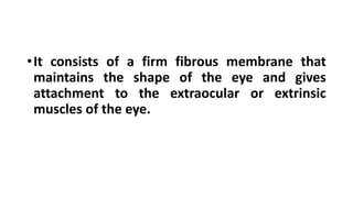 Anatomy of sight and the eye | PPTX