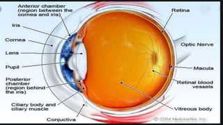 Anatomy of sight and the eye | PPTX