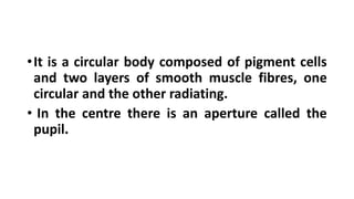 Anatomy of sight and the eye | PPTX