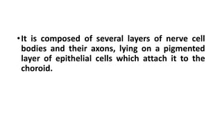 Anatomy of sight and the eye | PPTX