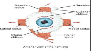 Anatomy of sight and the eye | PPTX